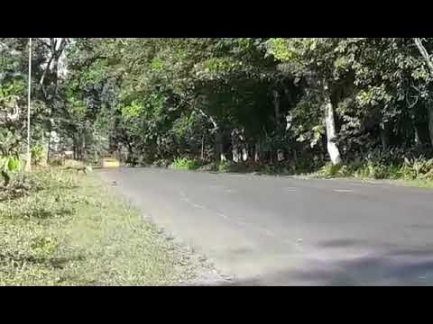 Kaziranga National park - YouTube