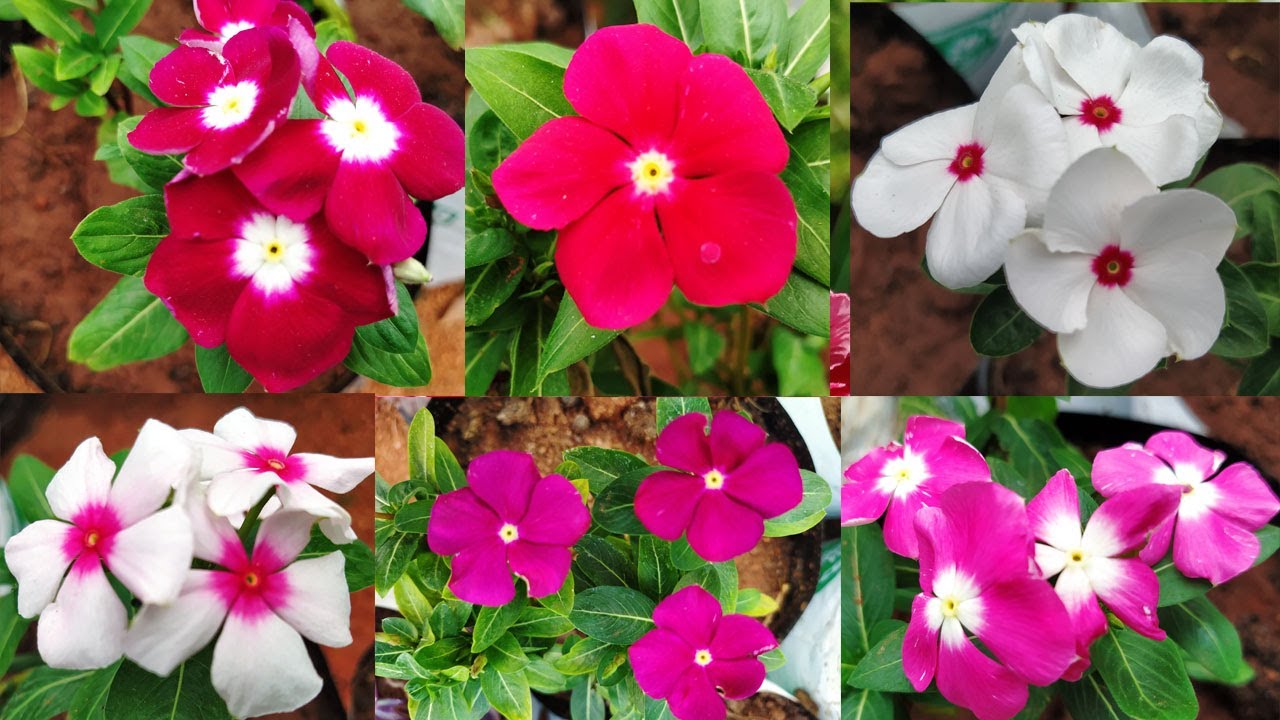 Vinca - Catharanthus roseus - Sadabahar - Vinca rosea... - YouTube
