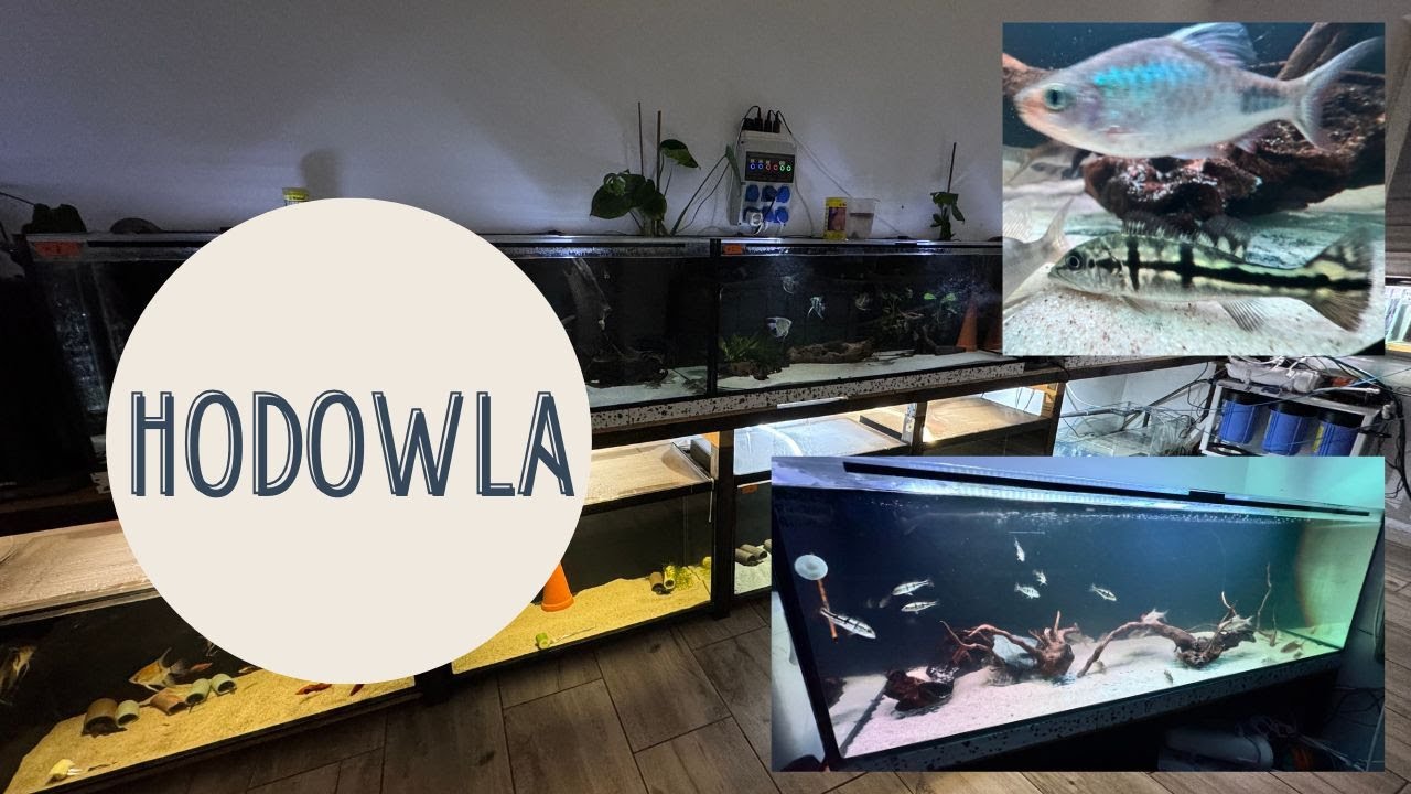 Dzikie Geophagus altifrons/G Dicrozoster/Satanoperca Daemon/Guianacara ...