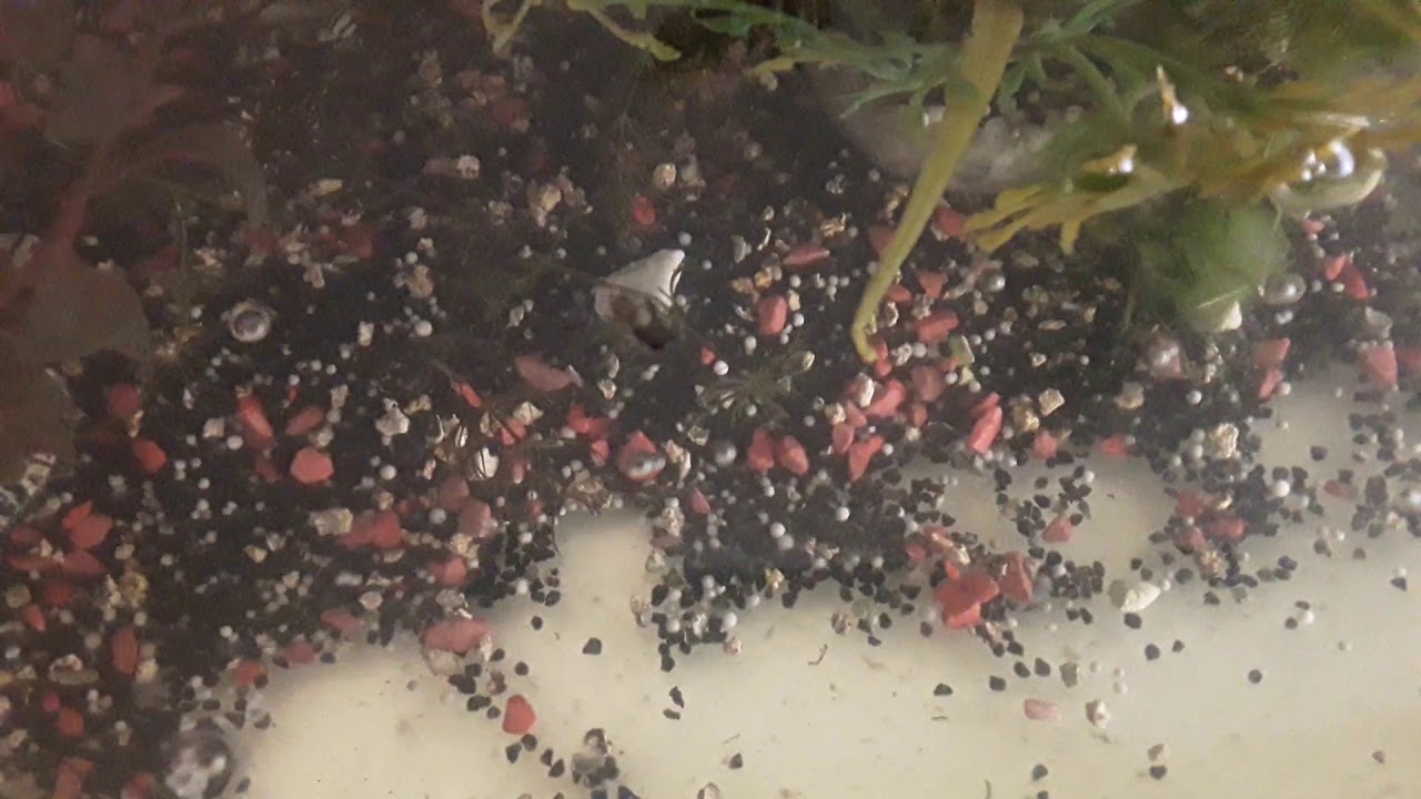 Turtle eats a fly - YouTube