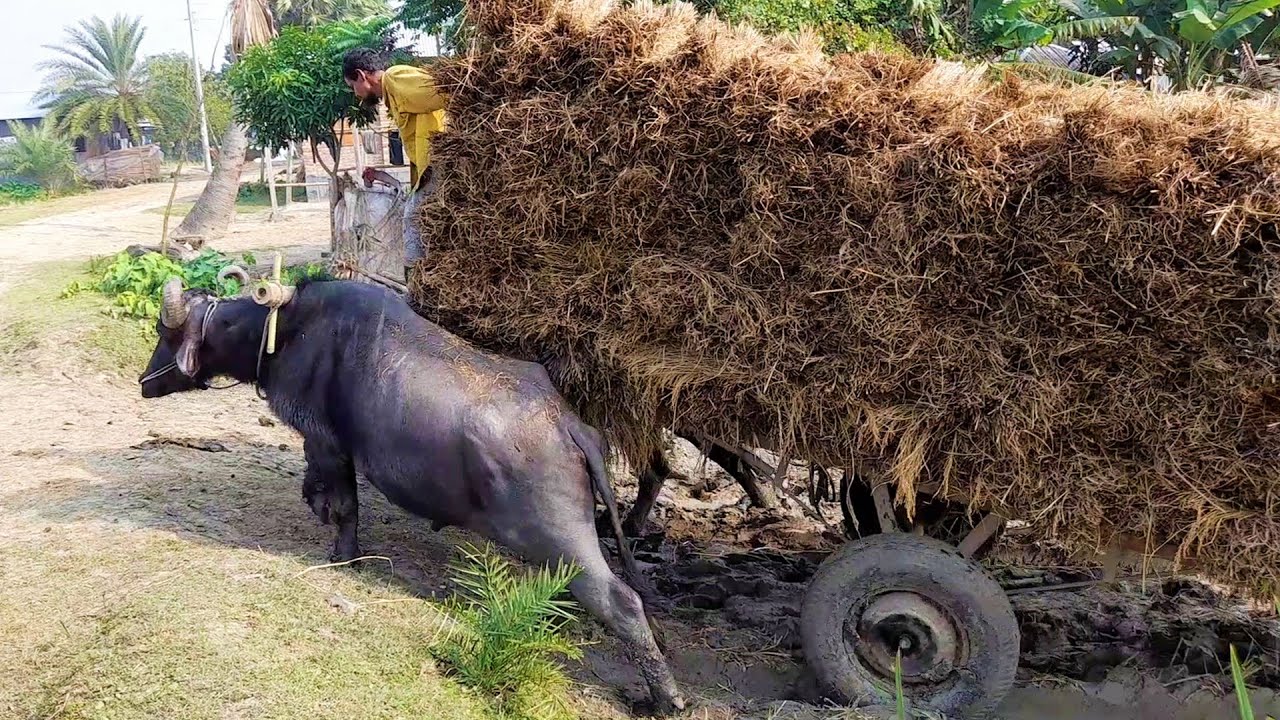 Buffalo Cart | Traditional Rice Transport on Muddy BY Buffalo Cart ...