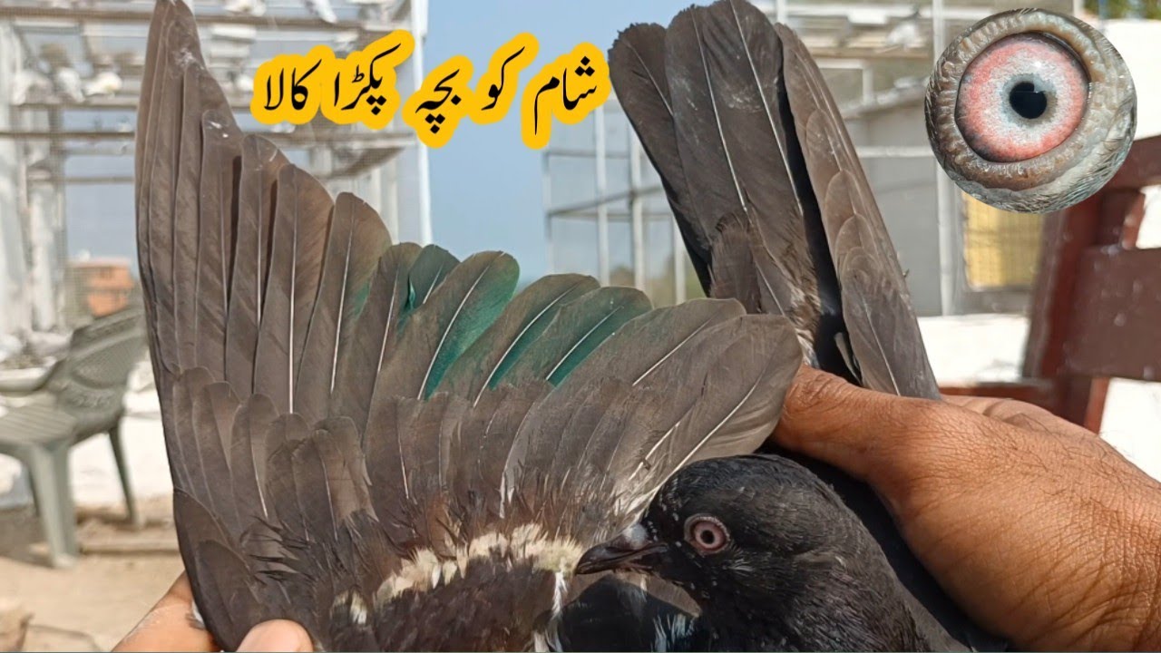 Raat Ko Baby Pigeon Pakra Chetar Ki Tayari Wala Kashif Zaman Pigeons ...