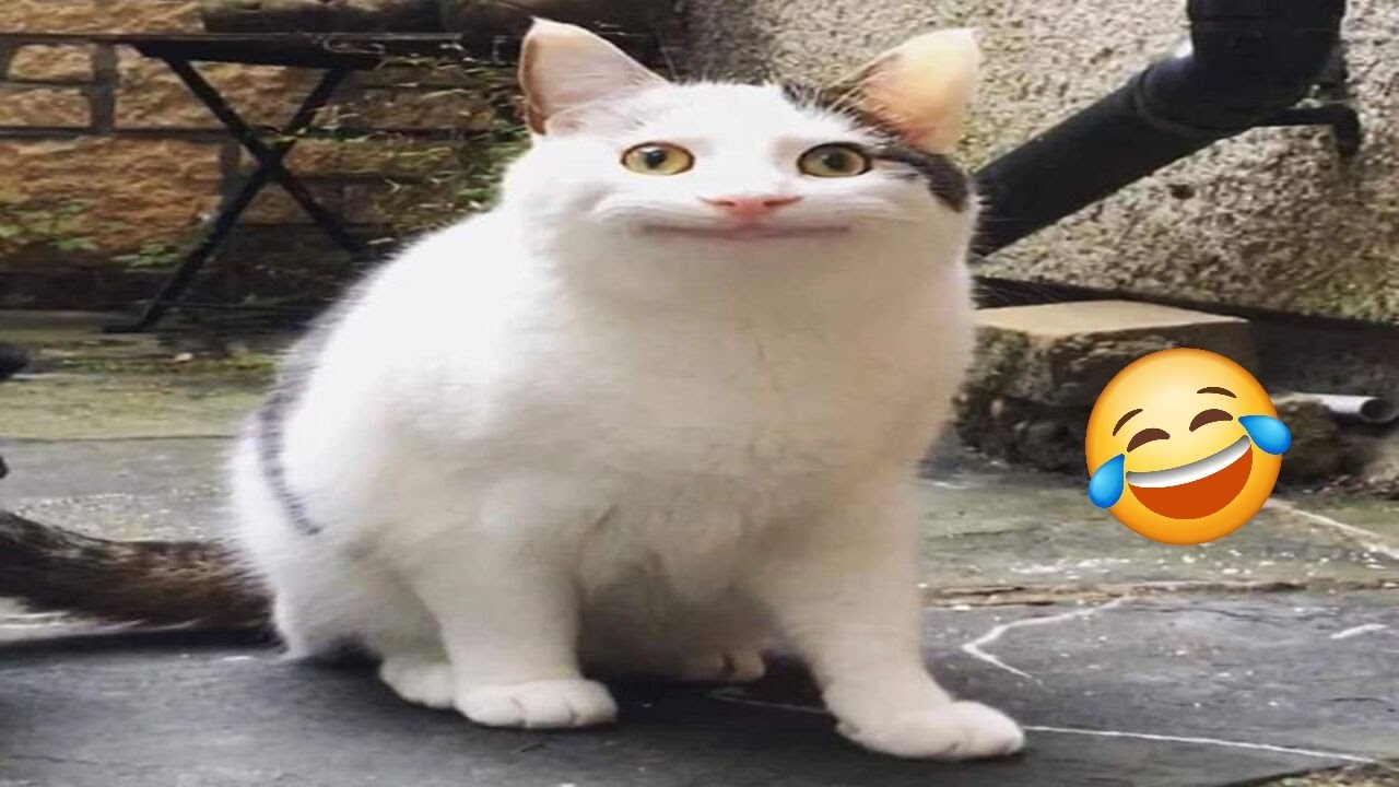 Compilation chat drole 😂 | mourir de rire 🙆‍♂️ - YouTube