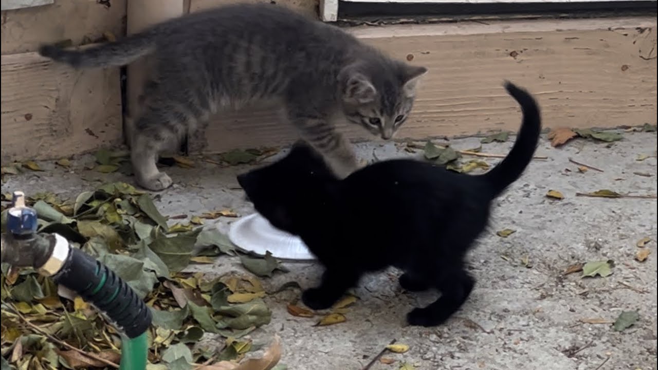 Foster Kittens chasing and playing - YouTube