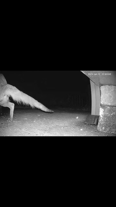 Dropping Off Scent #wildlife #foxs #closeup - YouTube Dropping Off Scent #wildlife #foxs #closeup - YouTube