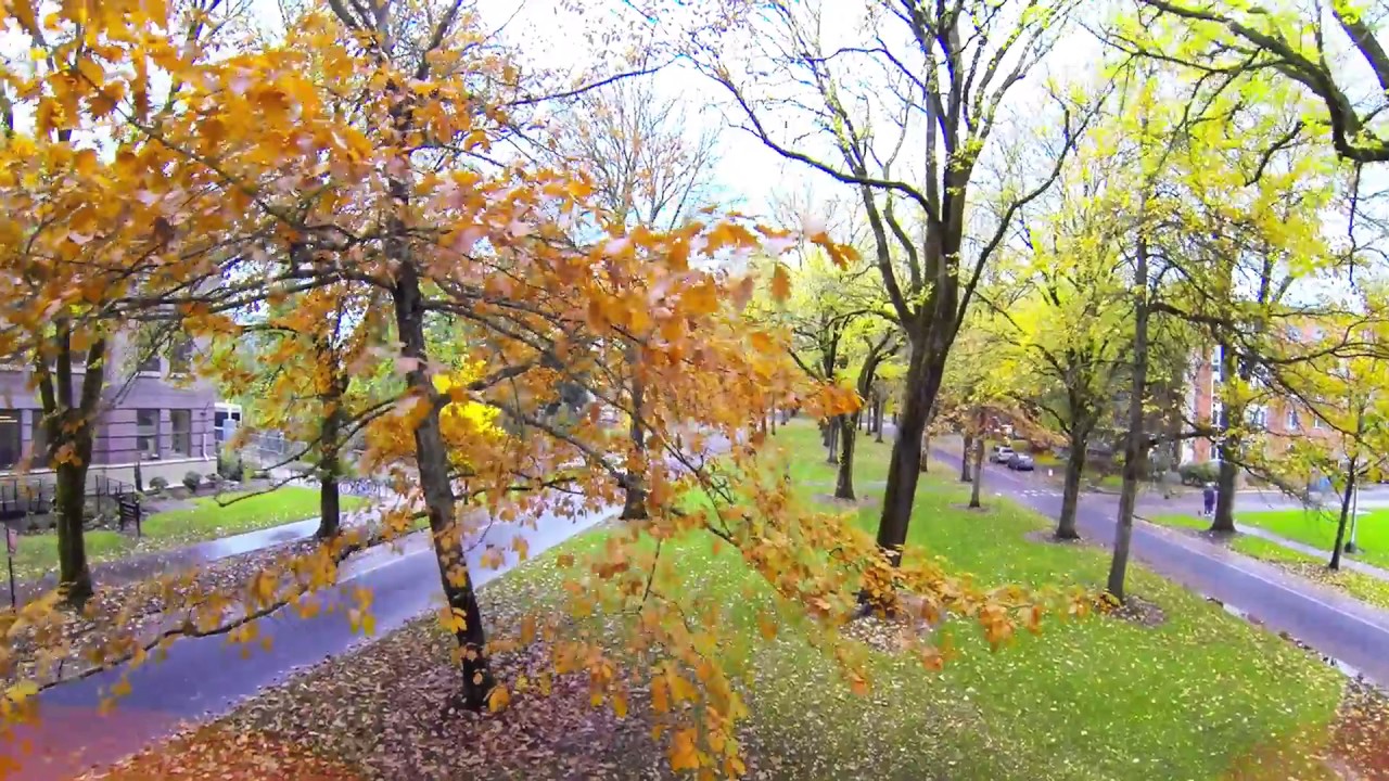 Slow Tree Exploring - YouTube