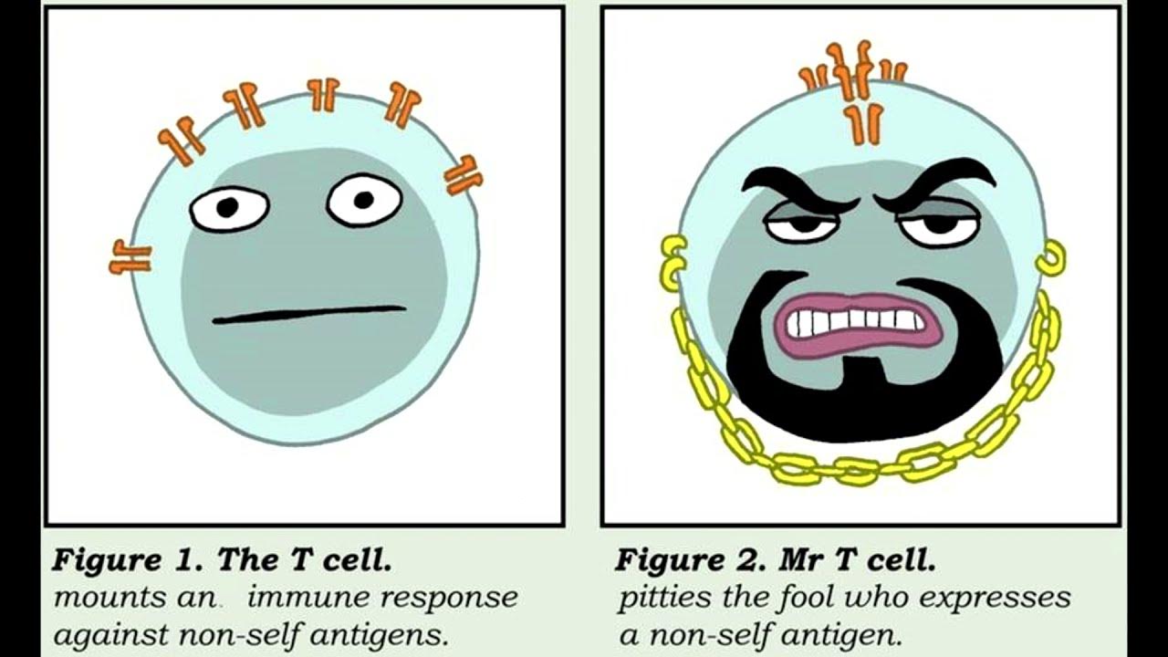 science diagrams that look like shitposts but with Everhood music - YouTube