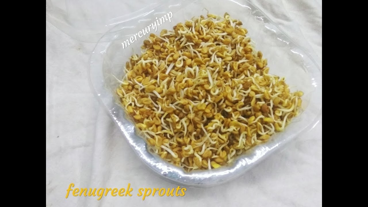 Fenugreek Sprouts: Methi Dana Sprouts; Sprouting Seeds - YouTube