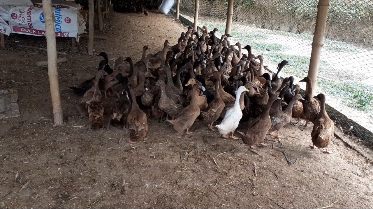 Cooking Style of Itik prepared by Joems Lifestyle Cooking - YouTube