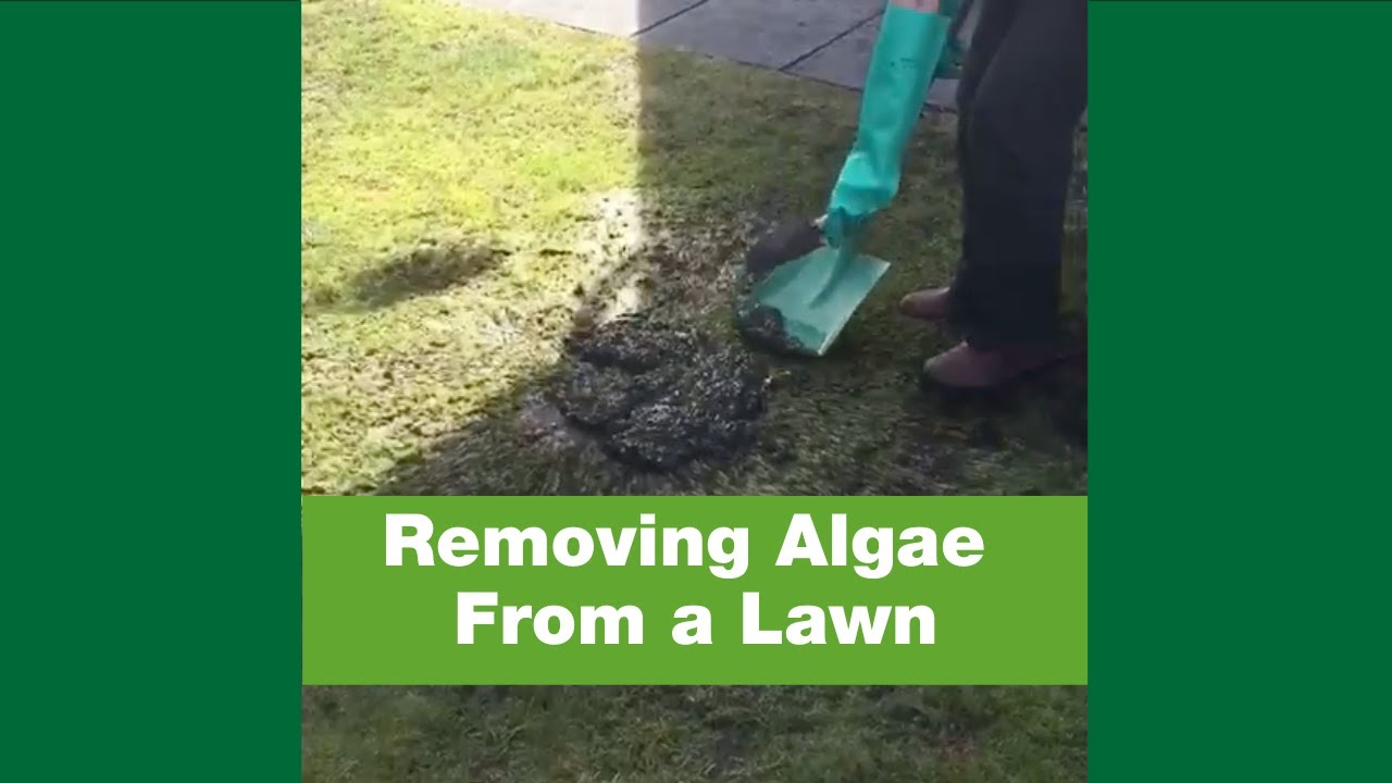 Removing Algae From a Lawn - Incredible Result! - YouTube