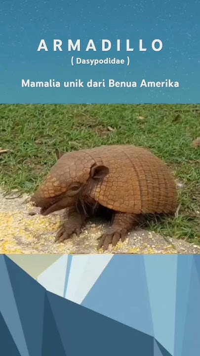 Armadillo : Mamalia unik dari Benua Amerika #armadillo - YouTube