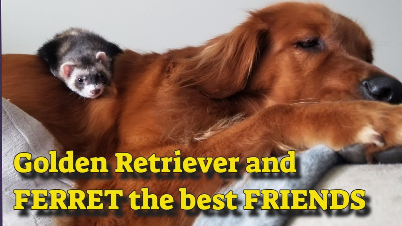 Molly loves to spend time with Ferret I YouTube I Golden retriever dog ...