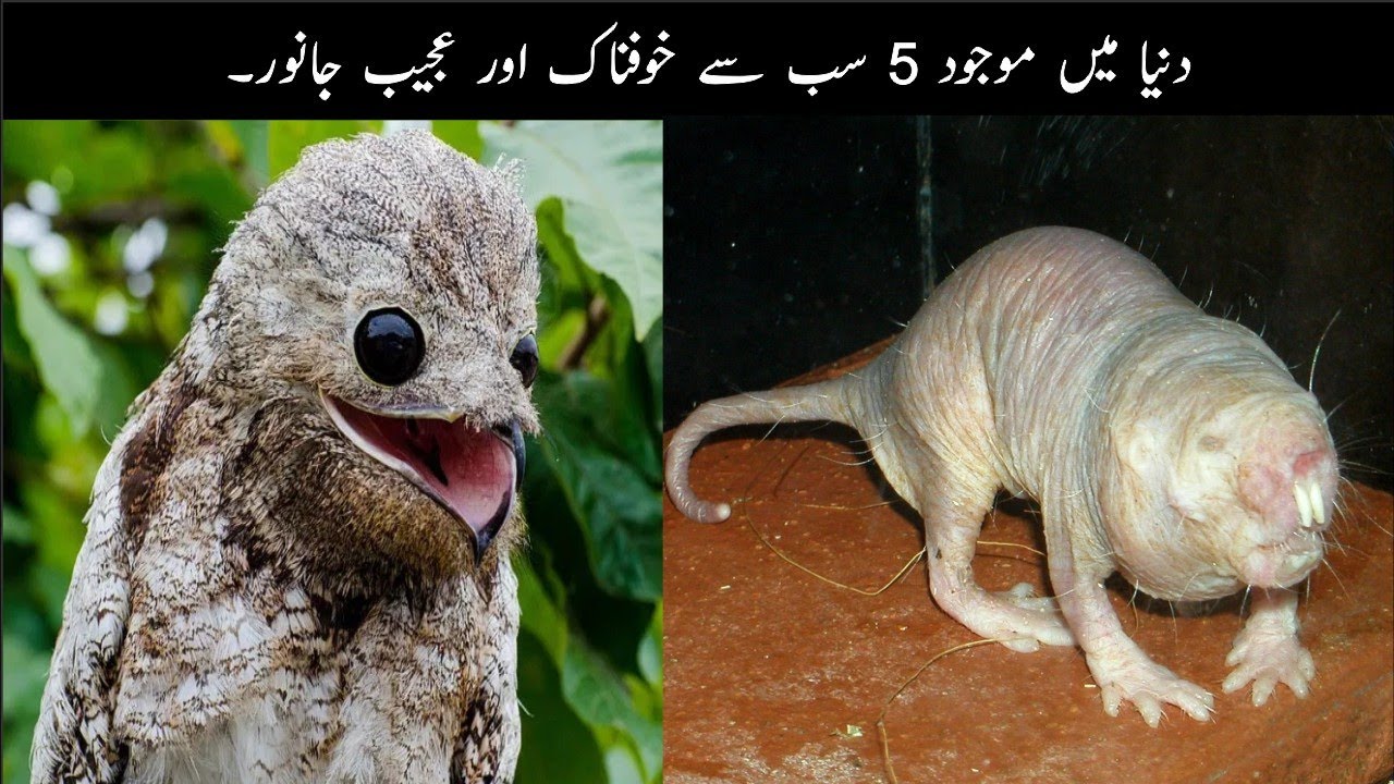 Top 5 Weirdest Animals In The World In Urdu Hindi For Animals Valley YouTube top-5-weirdest-animals-in-the-world-in-urdu-hindi-for-animals-valley-youtube