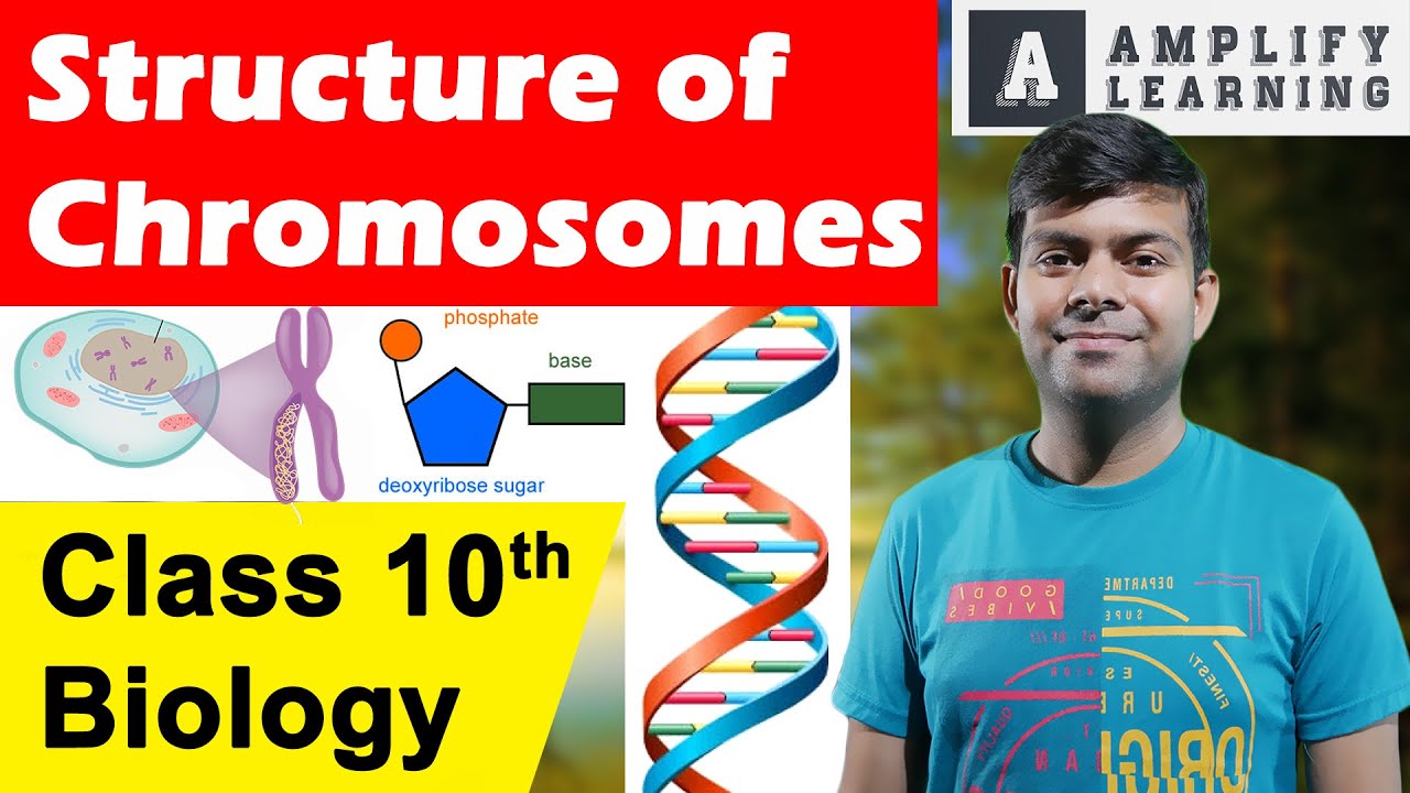Structure Of Chromosomes Part 2 Of Ch Cell Division ICSE Class 10 structure-of-chromosomes-part-2-of-ch-cell-division-icse-class-10