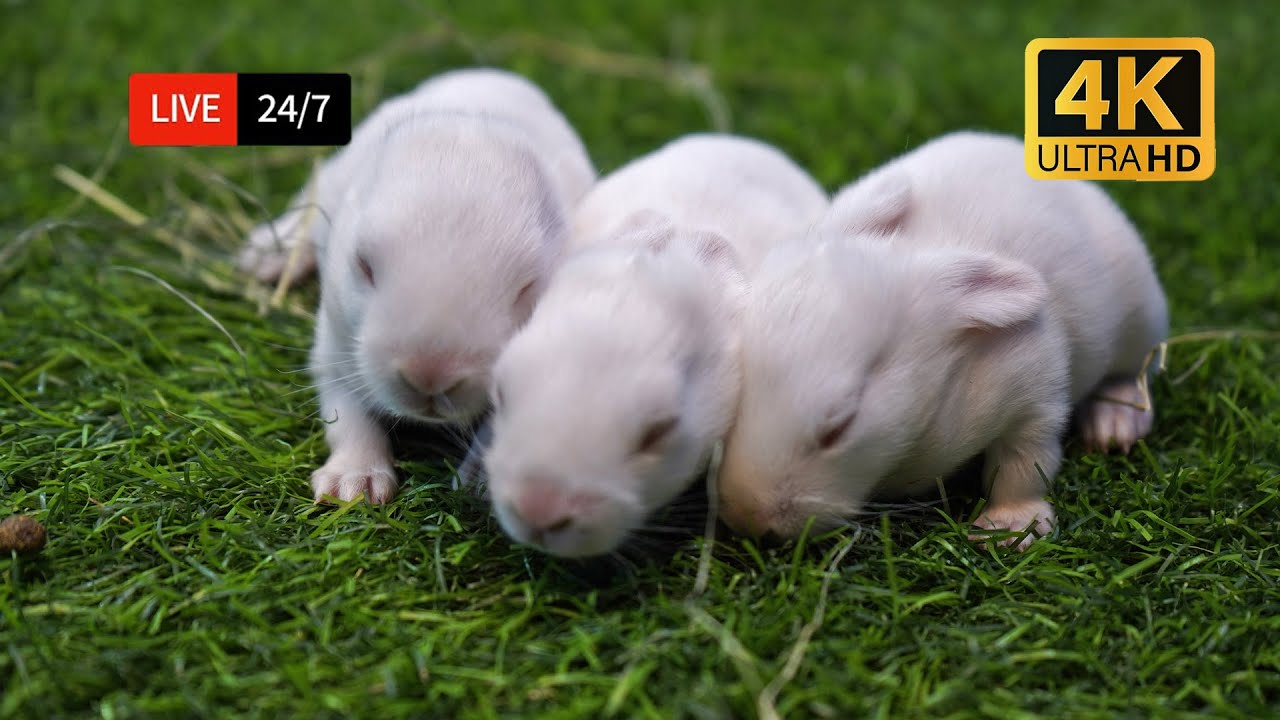 Day 8: Baby Bunnies 🐇 First Steps Outside the Nest | Live Stream Part 2 ...