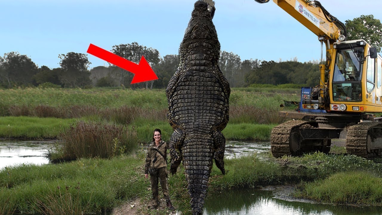¡Los 10 Animales Más Locos Jamás Capturados! - YouTube