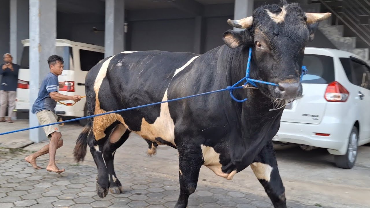 SAPI MONSTER UNIK TINGGI BESAR NGAMUK‼️ - YouTube