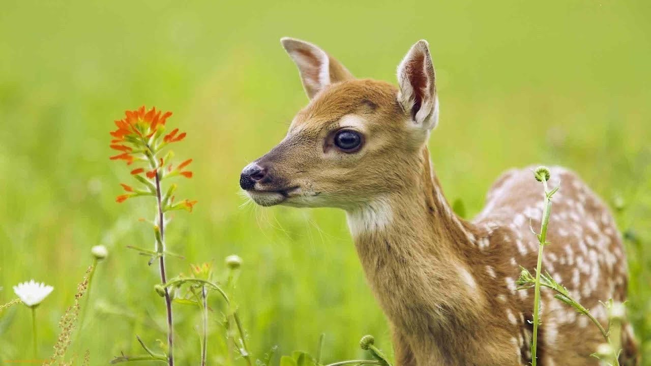 The Private Life of Deer - Amazing Nature Documentary (HD) | most cute ...