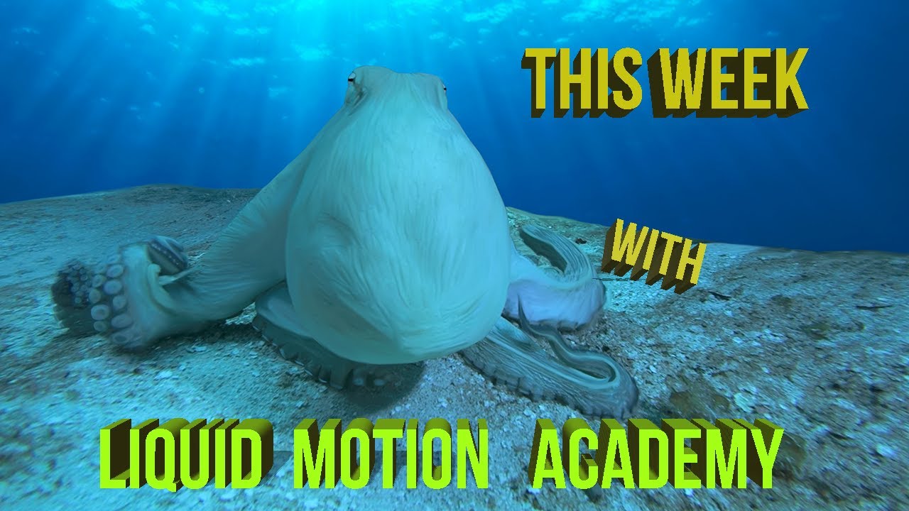 Secrets of Underwater Cinematography and Octopus Encounter @ Liquid ...