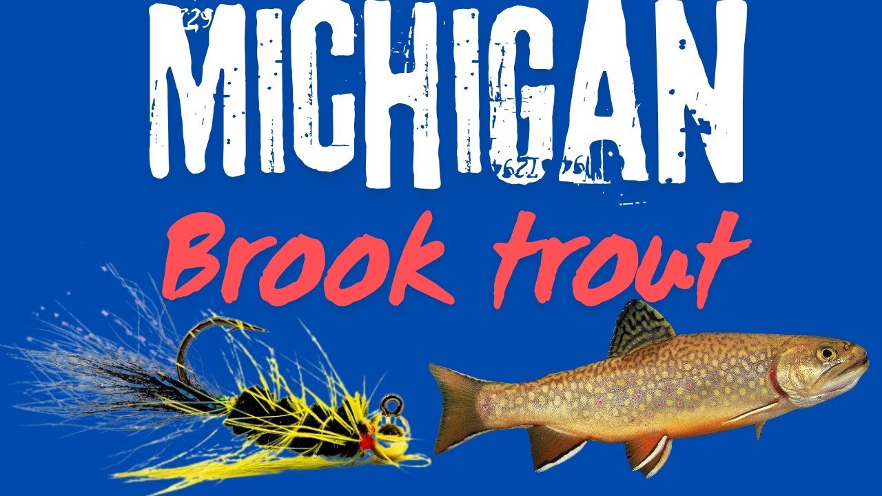 Michigan Brook Trout Fishing - YouTube