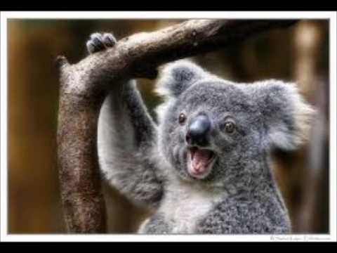 koala movie - YouTube