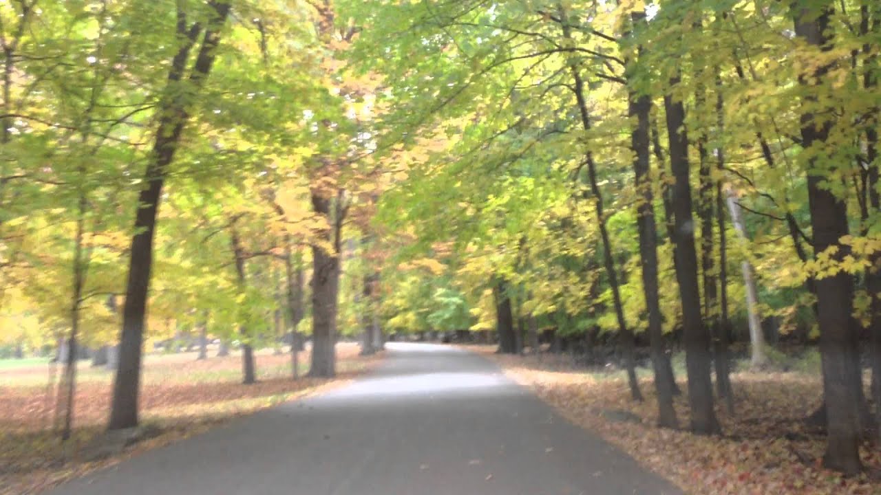 Stunning Forest. Wheeling IL.USA. - YouTube