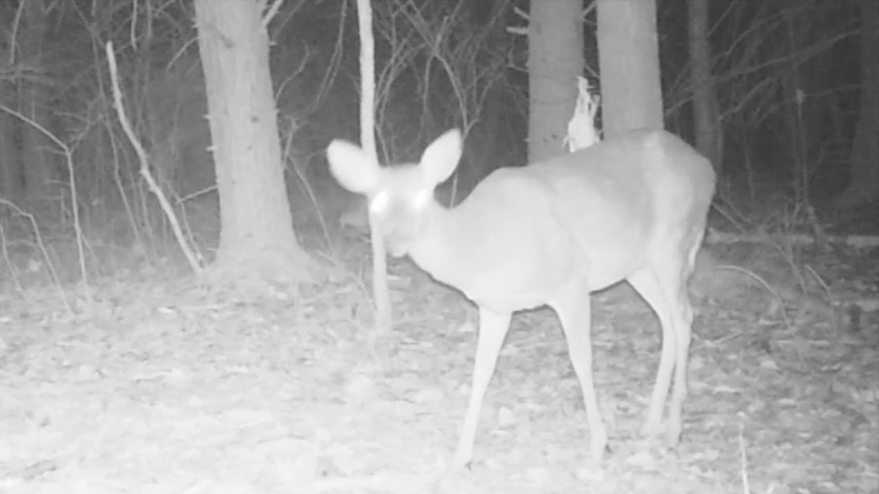 One-eyed raccoon and deer - YouTube