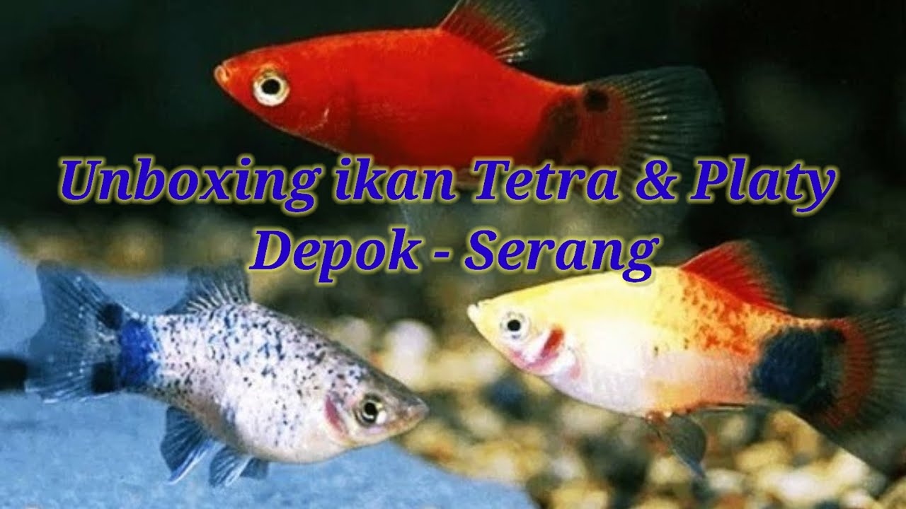 Unboxing ikan aquascape Tetra dan Platy dari Shopee - YouTube