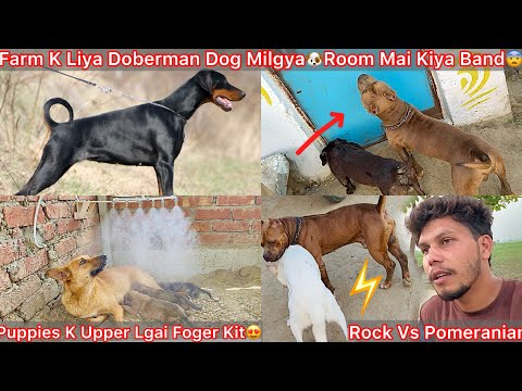 Farm Ki Guarding K Liya New Doberman Dog Milgya🐶Rock Se Chupa Kar Room Mai Kiya Band Dog😨