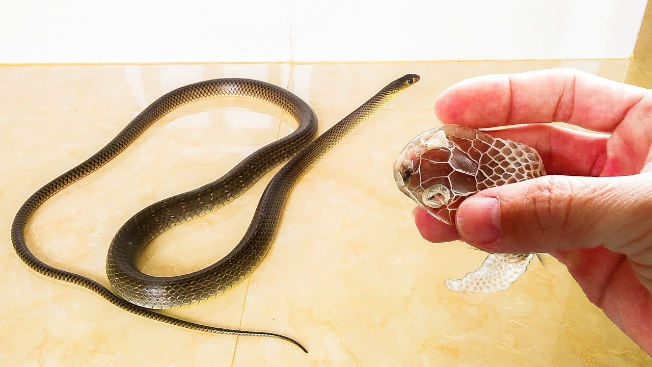 Rắn ráo lột da như thế nào (the shedding process - Ptyas korros) - YouTube