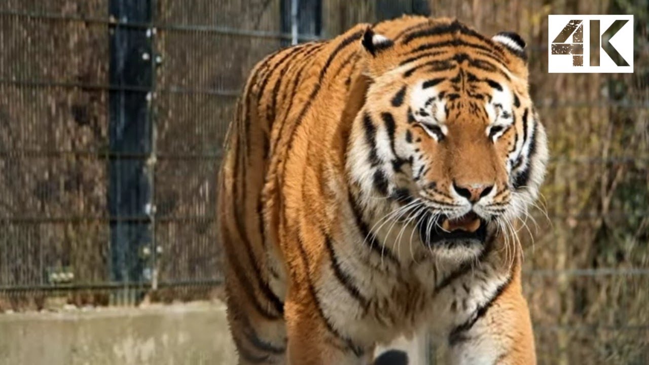 A Tiger Walking 4K Video - YouTube