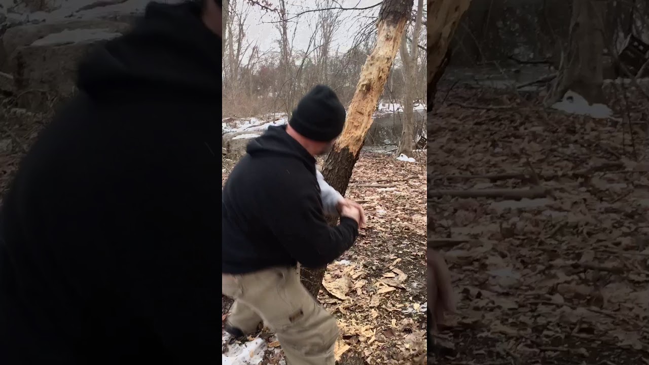 Punch the tree - YouTube