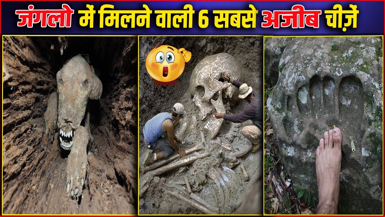 Top 6 Strangest Things Found In Woods - Jungle | Amazing Facts In Hindi Interesting Facts ...