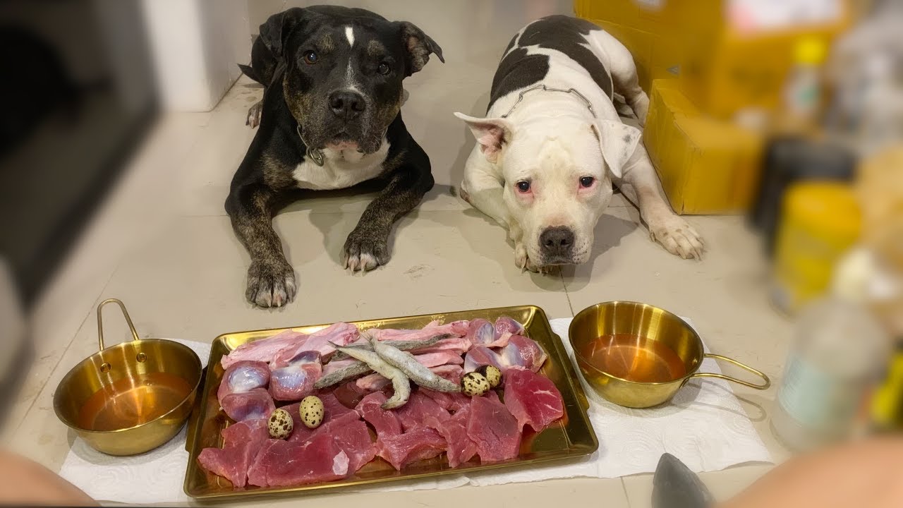 O&n The Pit Bulls eat🐂🥩RAW BEEF combo[ASMR] MUKBANG #อาหารสุนัขที่ดี ...