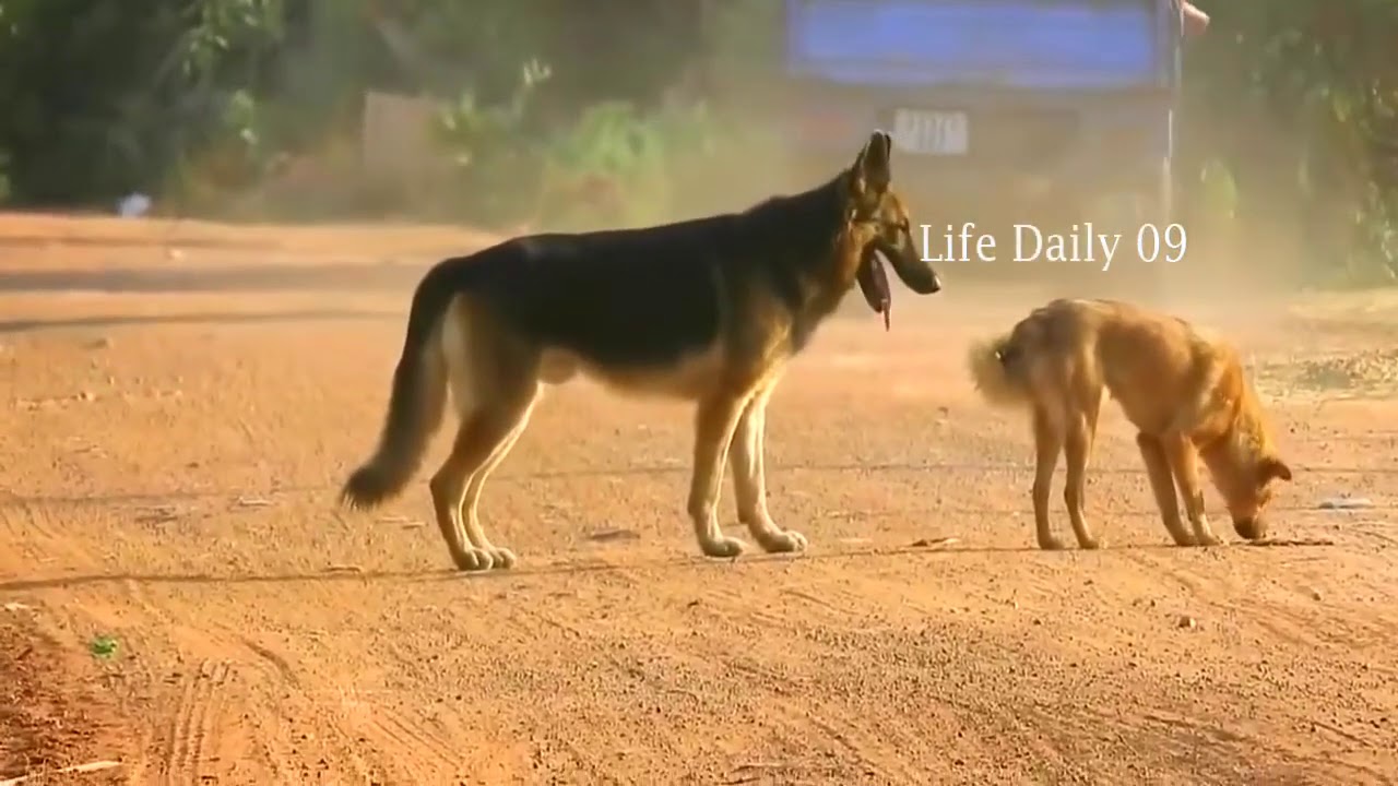Good Rural Dogs !! Dog Meeting for the Summer Season in Village - YouTube