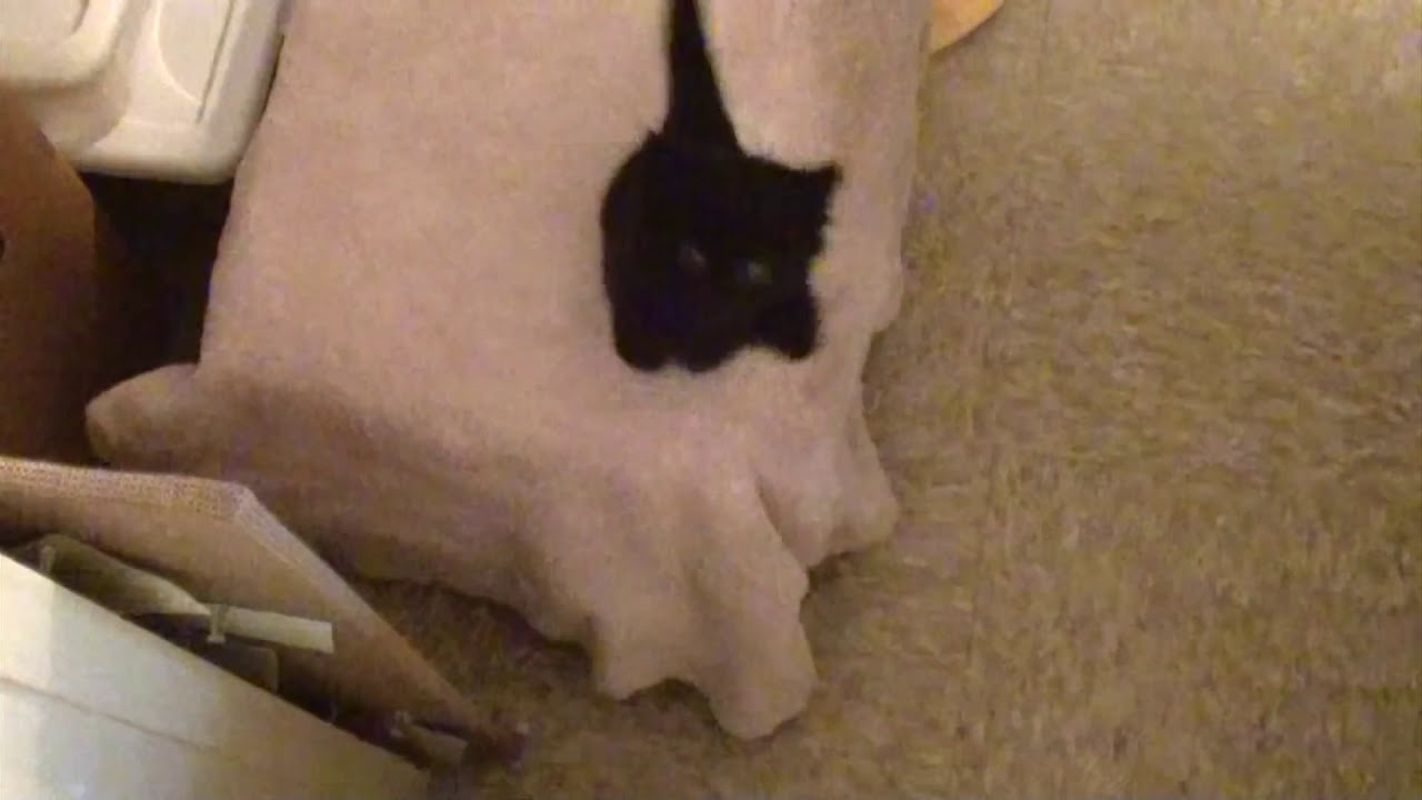 Kitten Jump FAIL! - Cole The Black Cat - YouTube