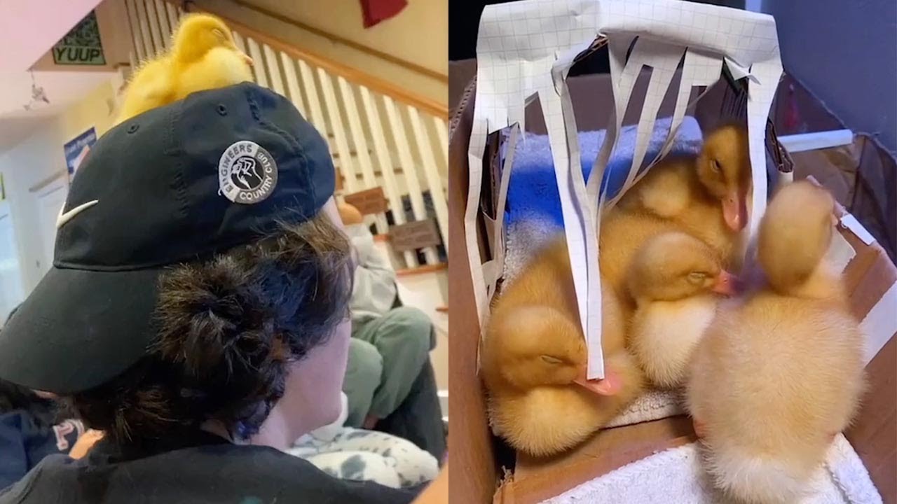 Students Looks After Adorable Flock Of Ducklings - YouTube