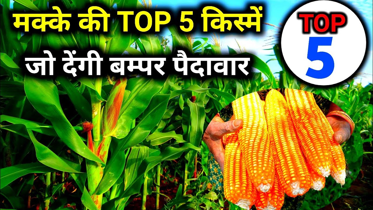 मक्का की बेस्ट 5 किस्में | best maize seed in india | pioneer 3401 ...