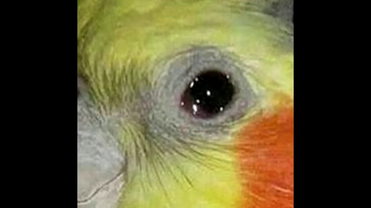 Hey Birb want sum Seed - YouTube