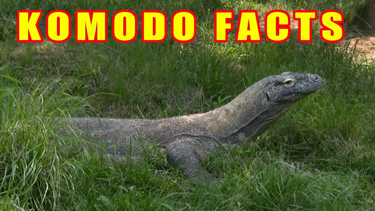 Fascinating Facts About Komodo Dragons - YouTube