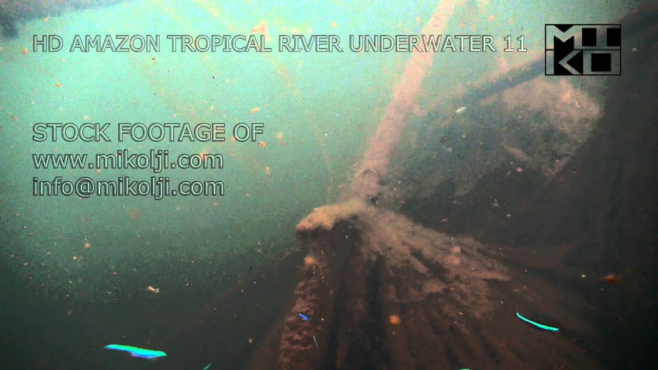 Amazon Tropical River Underwater Stock Video Footage 11 - YouTube