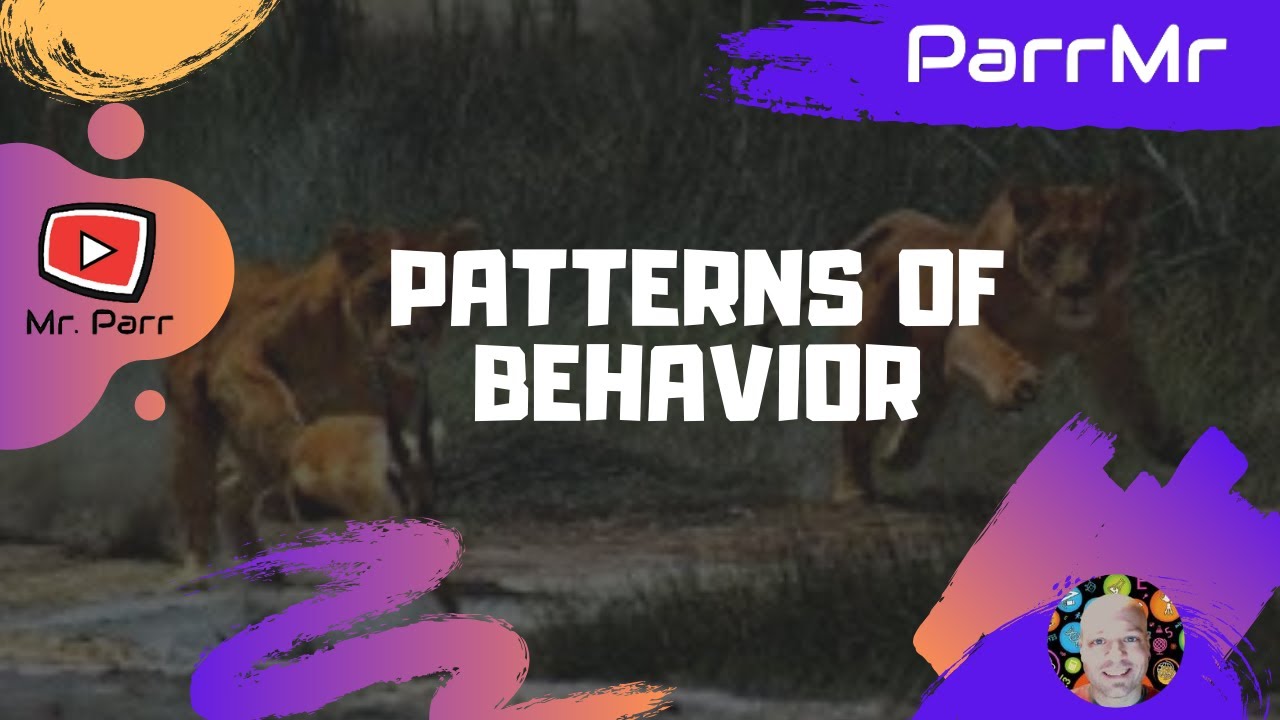 Patterns Of Behavior Song YouTube Patterns Of Behavior Song YouTube