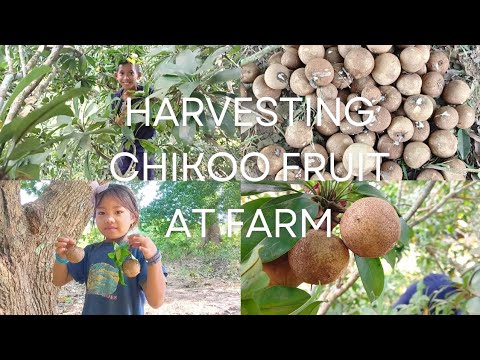 Harvesting chikoo fruit at farm || famous farm of south Tripura//Having ...