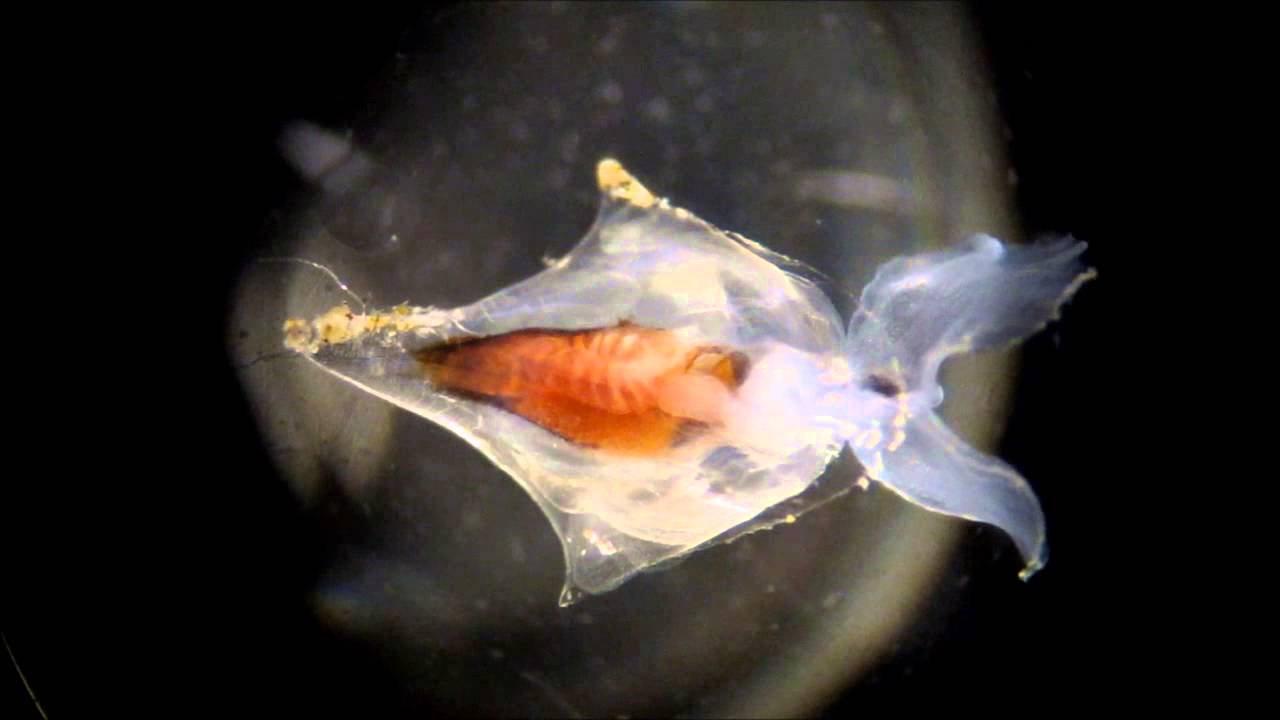 Cavolinia inflexa live specimens from Saronic gulf - YouTube