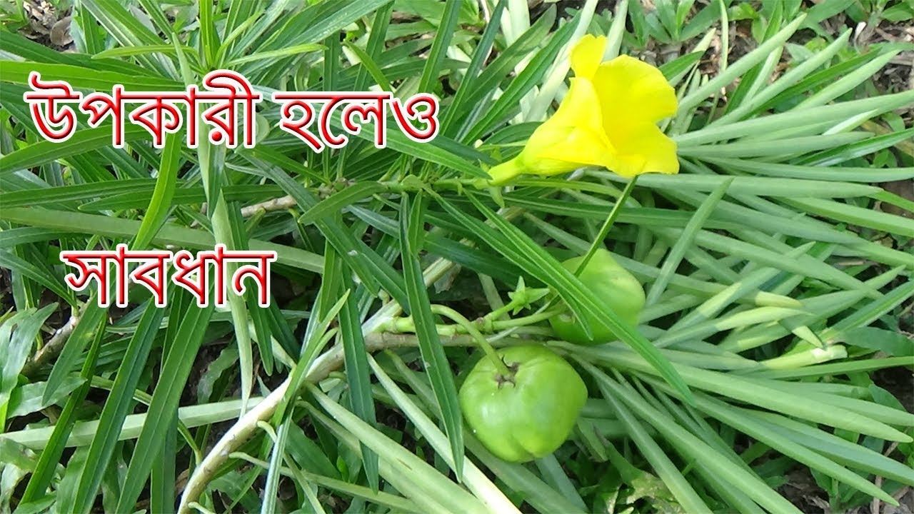 উপকারী হলেও খেলেই হতে পারে মারাত্মক বিপদ কাজেই এই গাছ হতে সাবধান ...