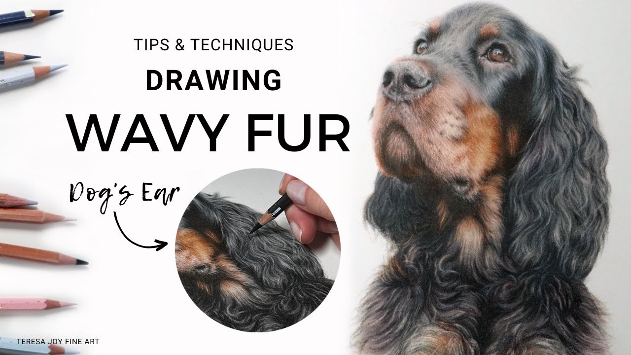 Drawing Animal Fur - Blending Curly Hair with Coloured Pencil (Beginner ...