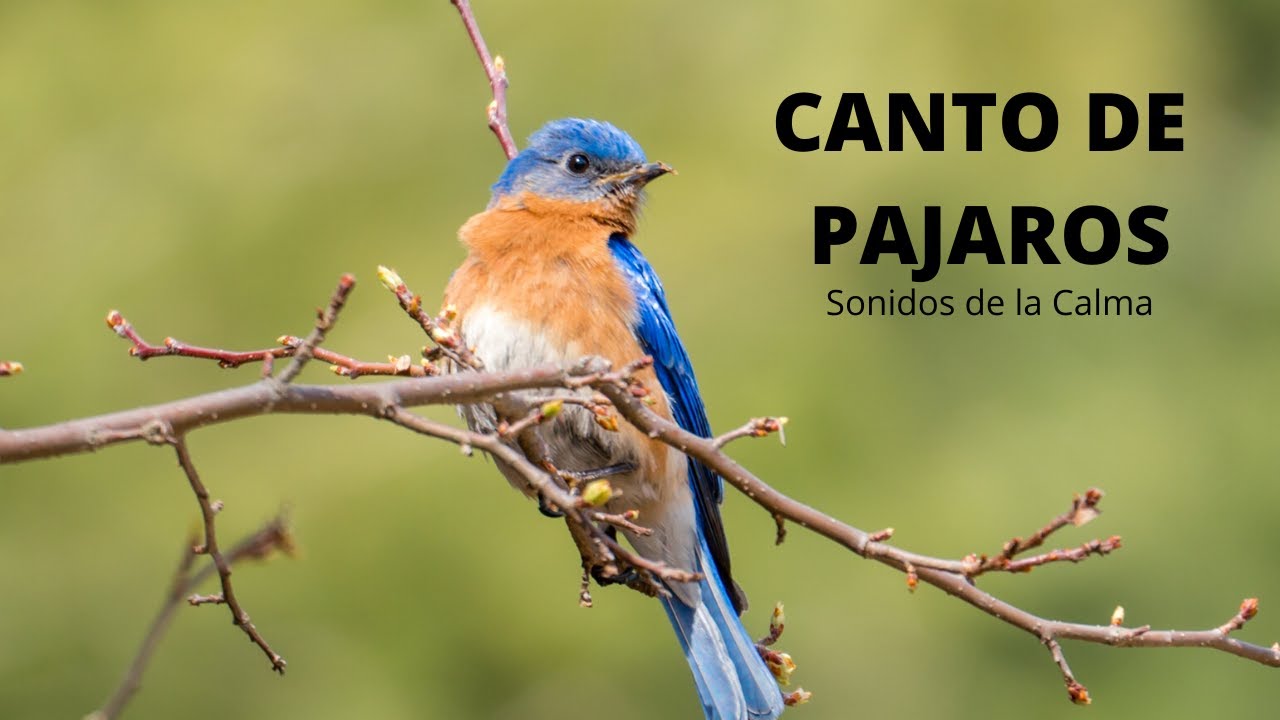 30 MIN de Sonidos RELAJANTES de PÁJAROS Cantando: Canto de las AVES, la ...