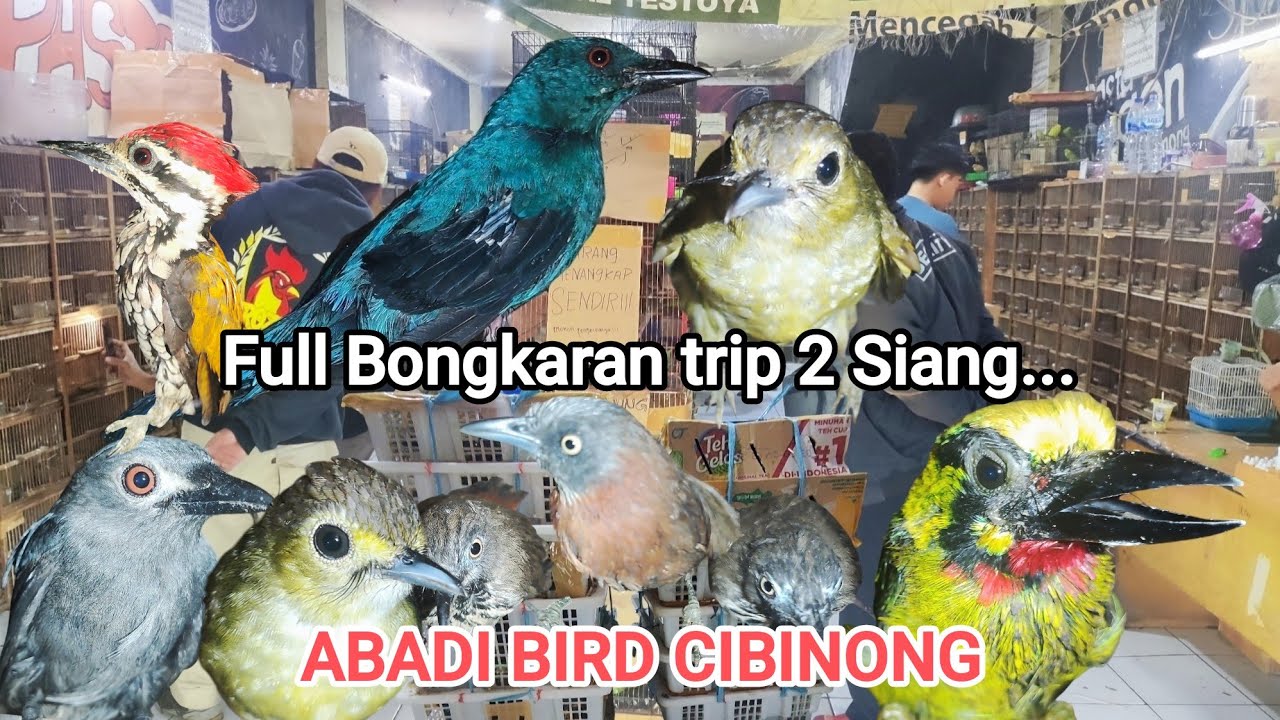 Update bongkaran cucak biru, mandarin, cisem dll@ABADIBIRDCIBINONG ...