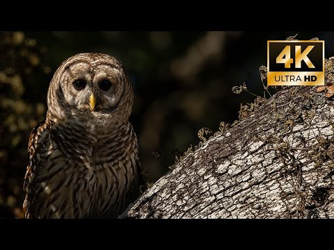 Baykuş Sesi | Baykuş Alemleri Hayvanlar Sesi