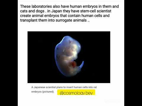 Human–animal hybrid embryos have been made in countries such as the ...